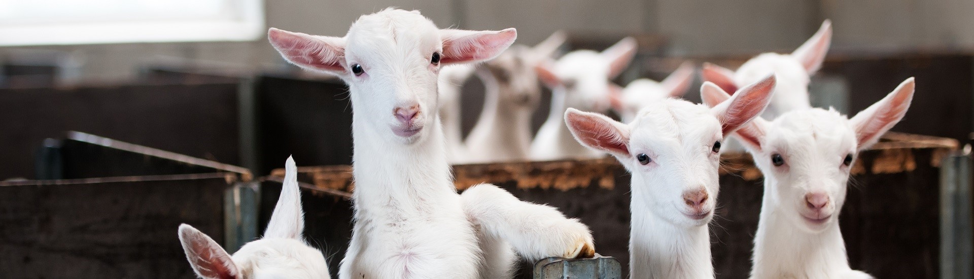 Zo regelt u uw wettelijk verplichte antibiotica registratie