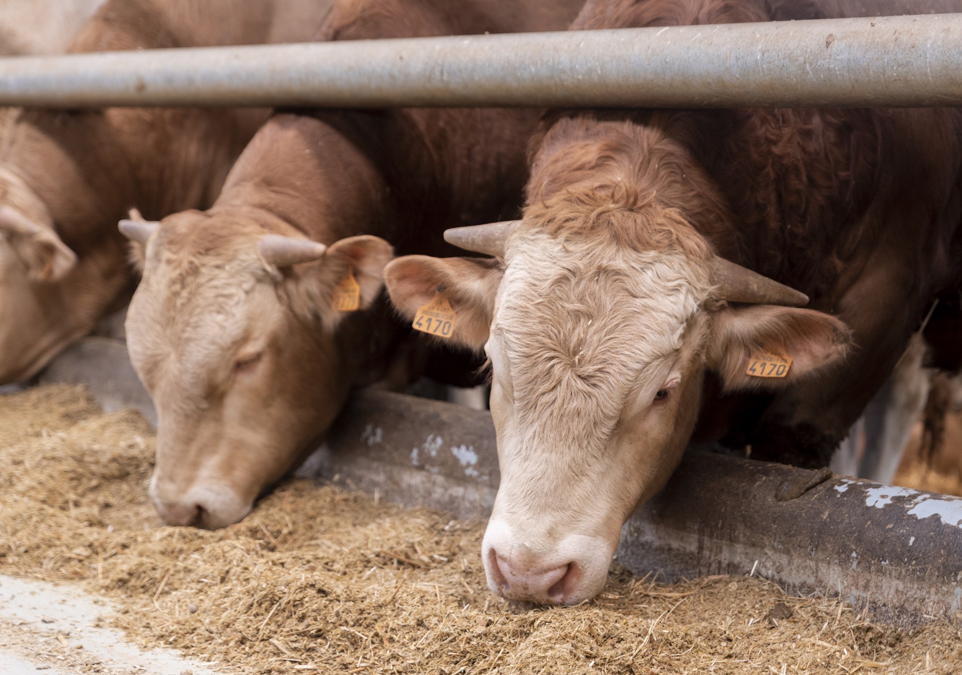 Excursie bij dé slagerij van horeca groothandel Sligro
