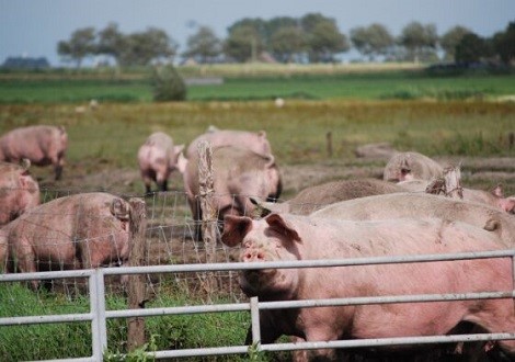 Weekend van het Varken 2023: doe ook mee!